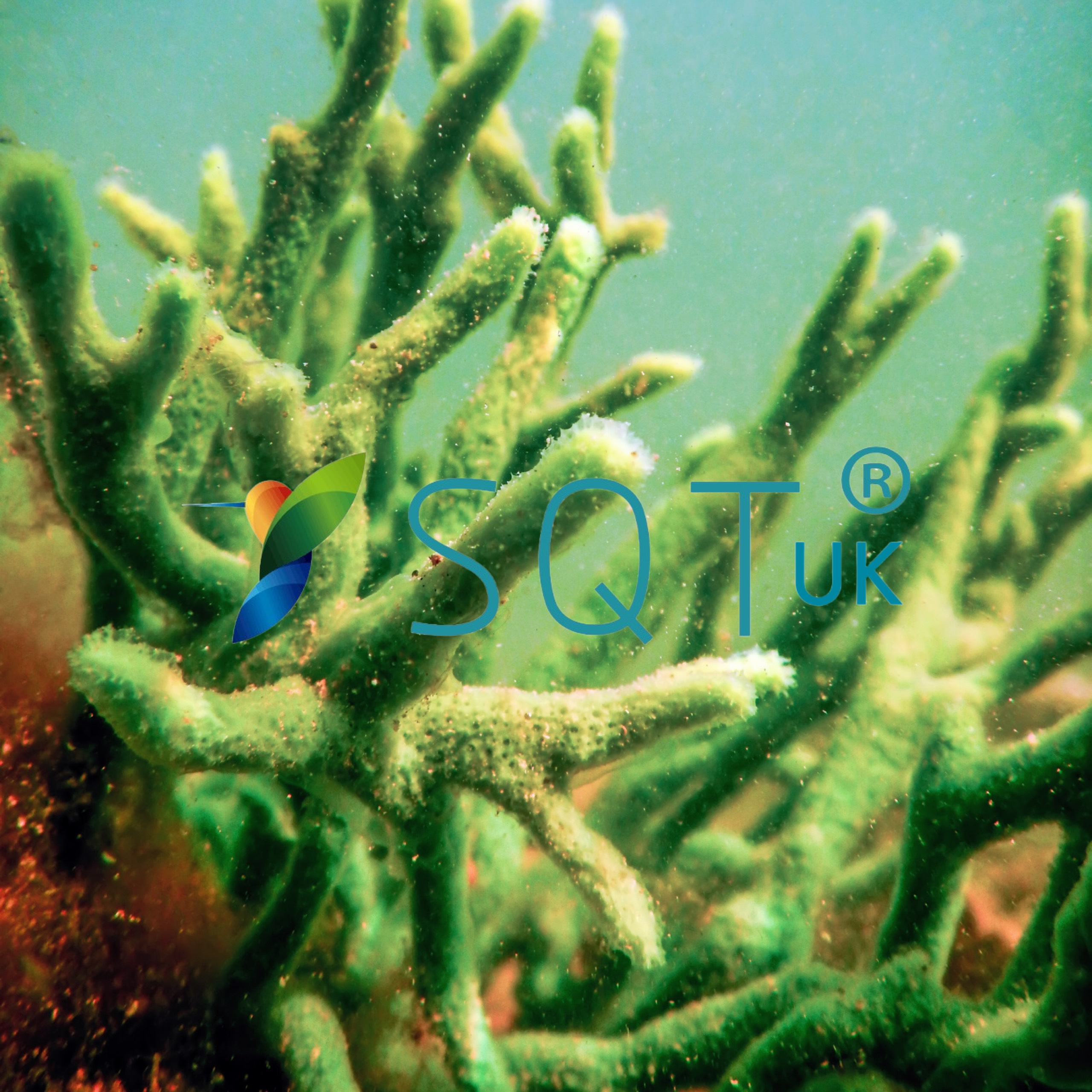 The 6 Phases of SQT - SQT UK